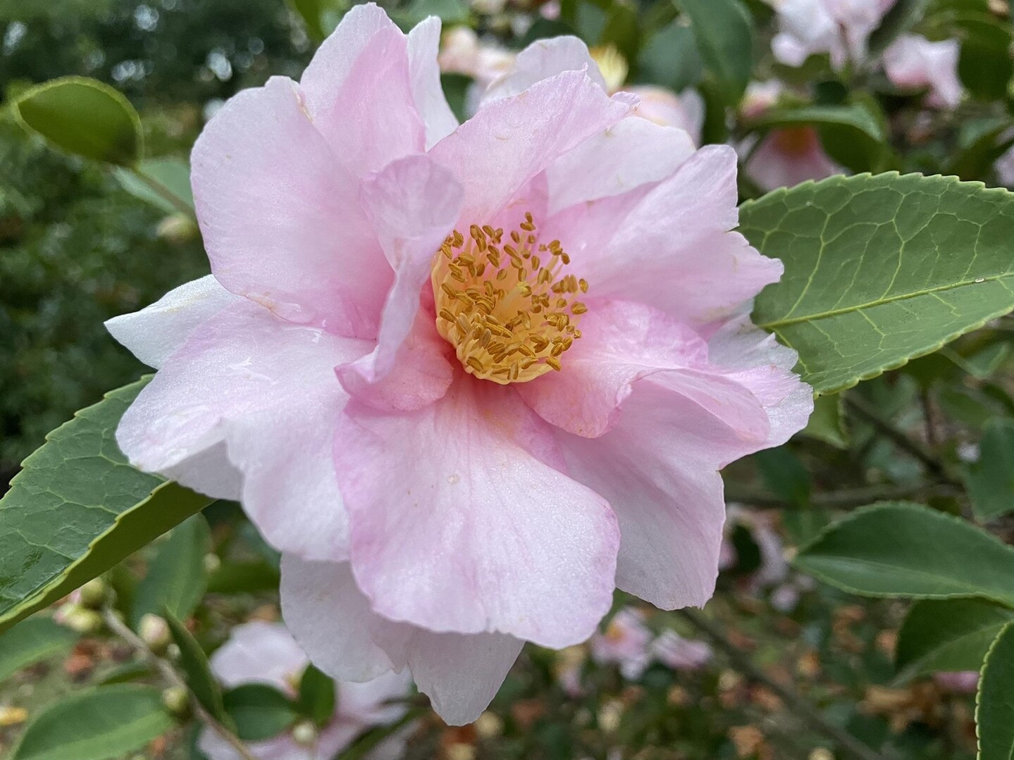 お花便りR4 vol.37寒椿のシーズン... / kaizaさんのモーメント | YAMAP / ヤマップ