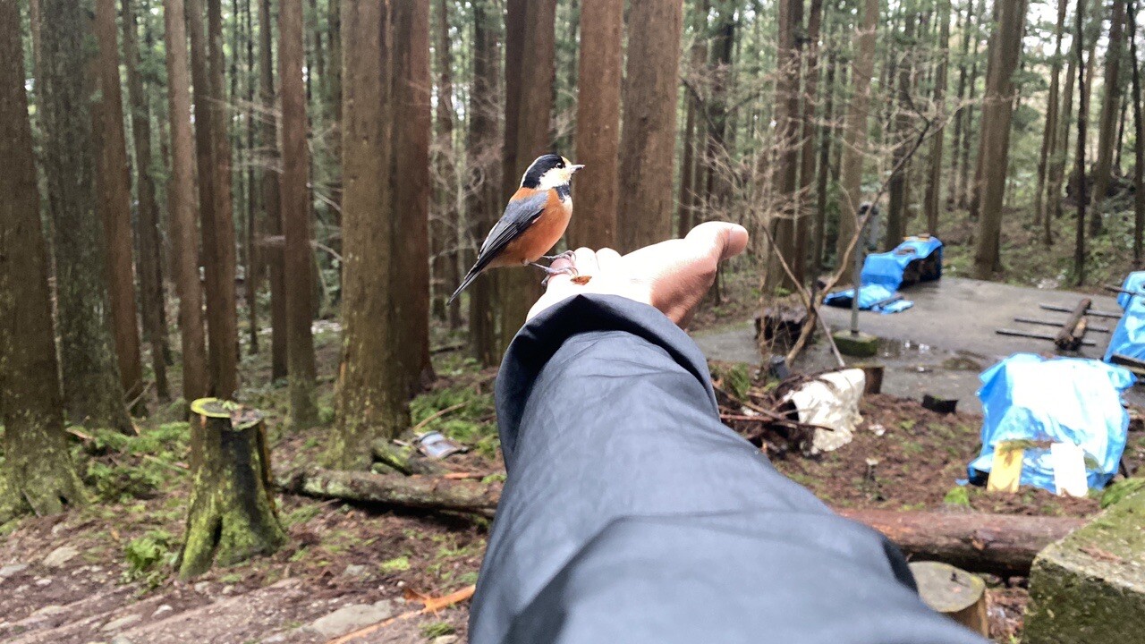 弥彦山 表参道 カモシカに逢いたい。 / Stratoさんの弥彦山・多宝山・雨乞山の活動日記 | YAMAP / ヤマップ