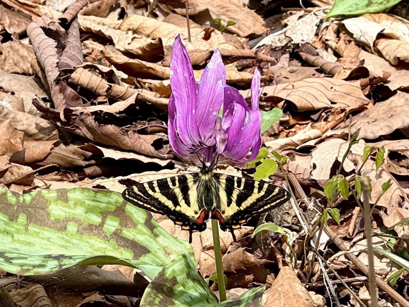 【平栗】カタクリとギフチョウを求めて / random walkerさんの金沢市の活動データ | YAMAP / ヤマップ