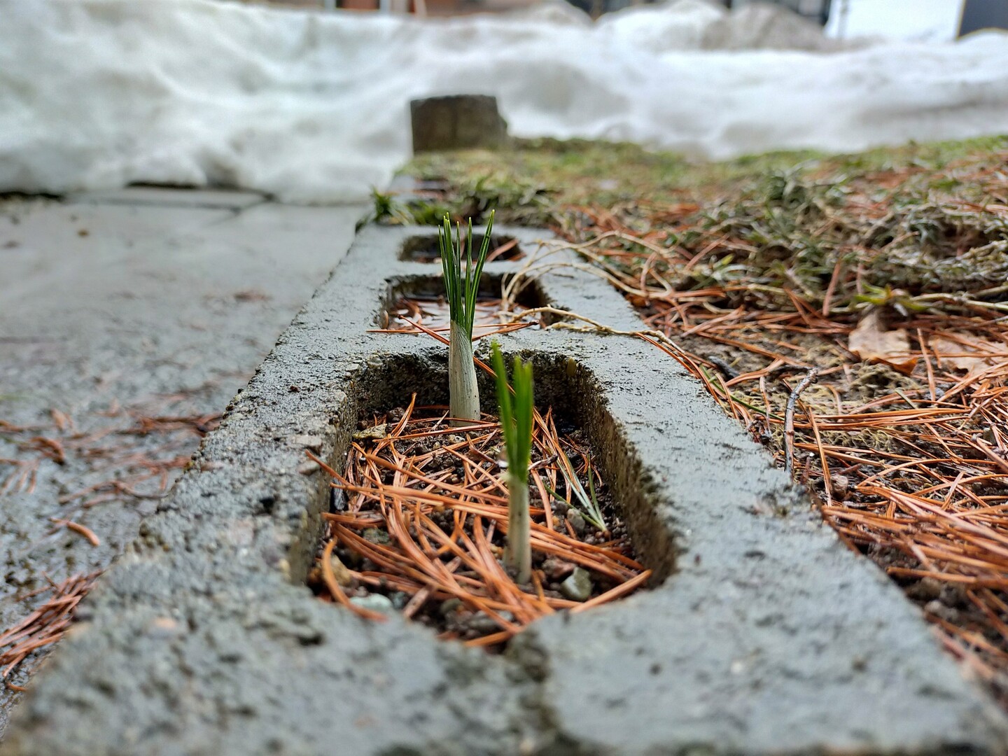 いつの間にか 春〜〜！😁 お久しぶりで... / jtyhじじさんのモーメント | YAMAP / ヤマップ