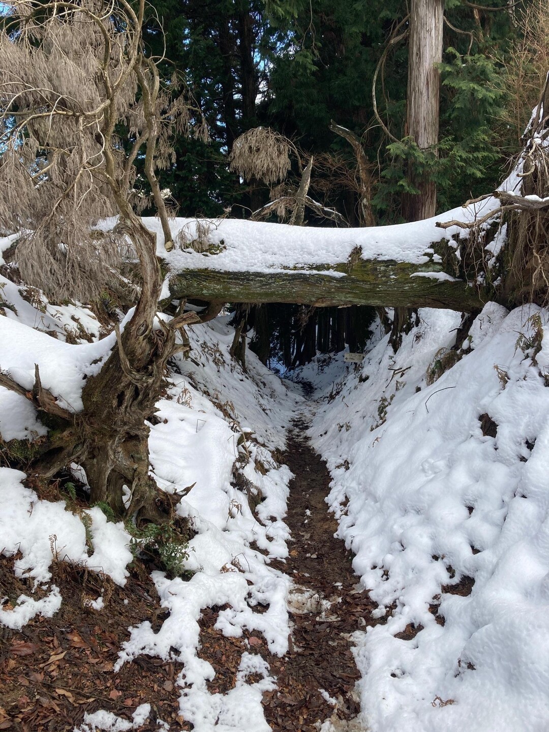 R5.1 登り始め 愛宕山 / こじかさんの愛宕山・三頭山・朝日峯の活動データ | YAMAP / ヤマップ