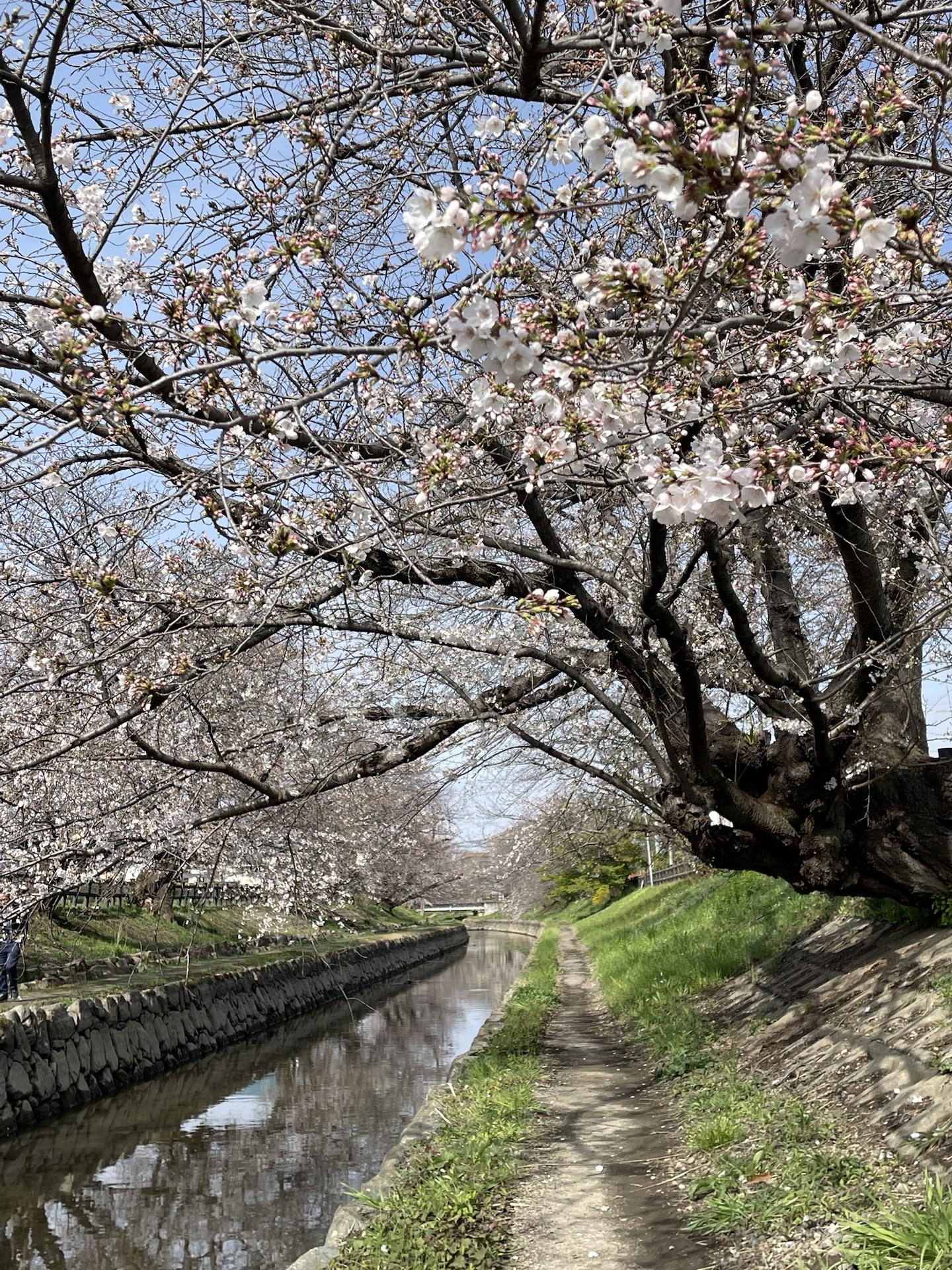 🌸お花見RUN🏃🏼‍♂️🌼 埼... / ヒロ oさんのモーメント | YAMAP / ヤマップ