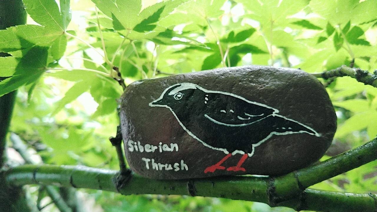 "鳥ワロック"🐦 1枚目は"マミジ... / kazさんのモーメント | YAMAP / ヤマップ