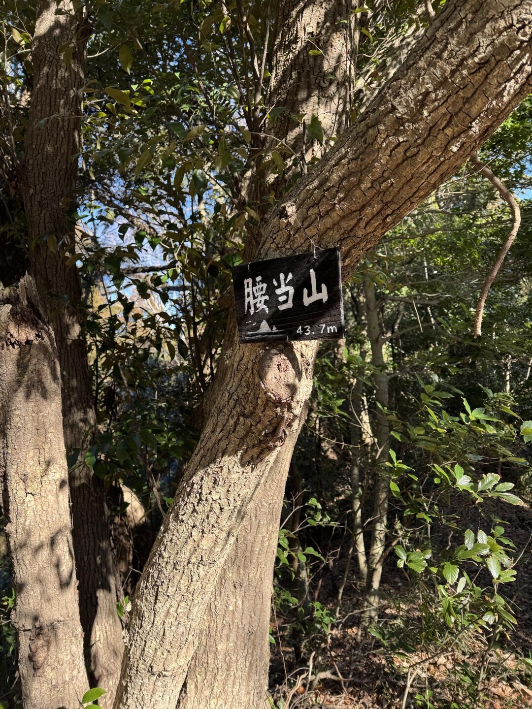 パパ山 腰当山 浅間山 雨乞山 / YMDS-YOSHIKOさんの浅間山の活動データ | YAMAP / ヤマップ