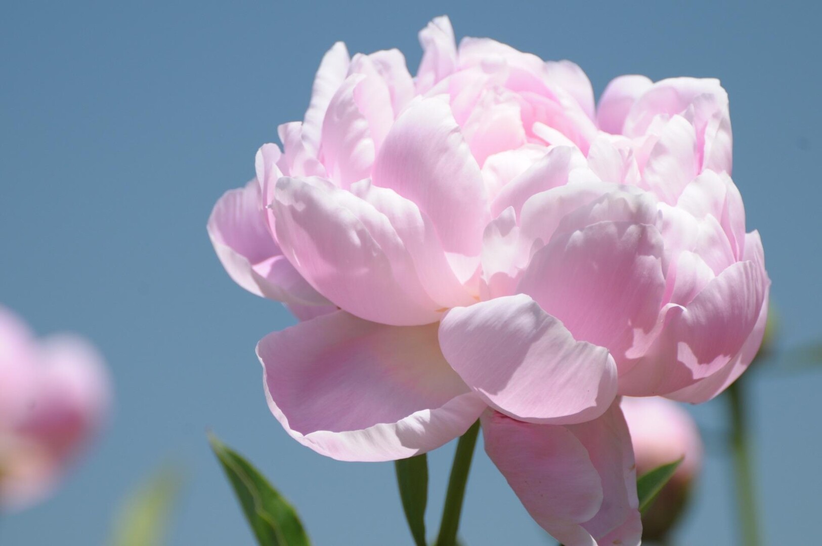 2016/4/29 芍薬 雨森芍薬観... / ポンコツ山太郎さんのモーメント | YAMAP / ヤマップ