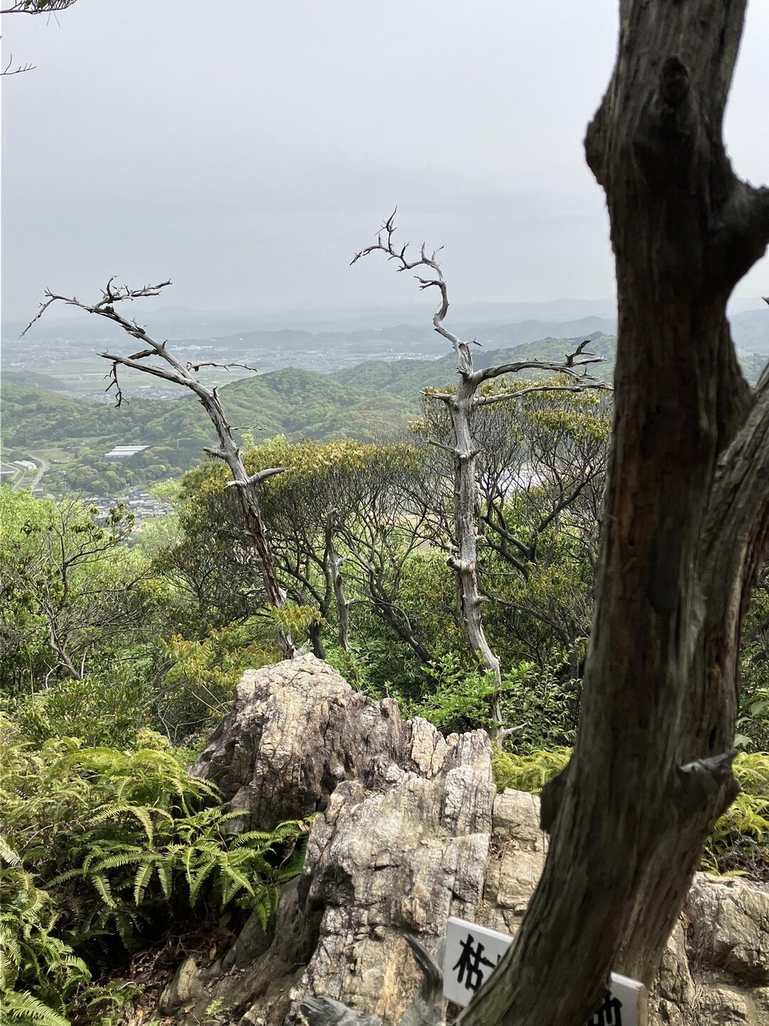 乙女峠・茶臼山(3回目) / SINさんの茶臼山・万灯山の活動データ | YAMAP / ヤマップ
