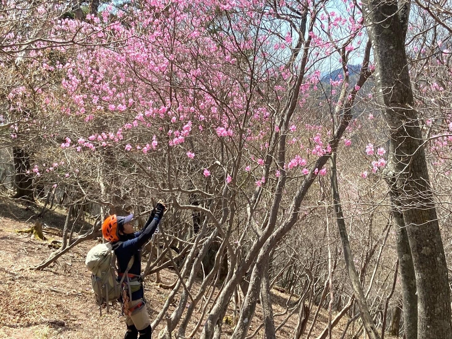 手焼沢INアカヤシオ鑑賞、長手沢渡渉旧道下山-2024-04-28 / Berryさんの夕日岳・薬師岳の活動データ | YAMAP / ヤマップ