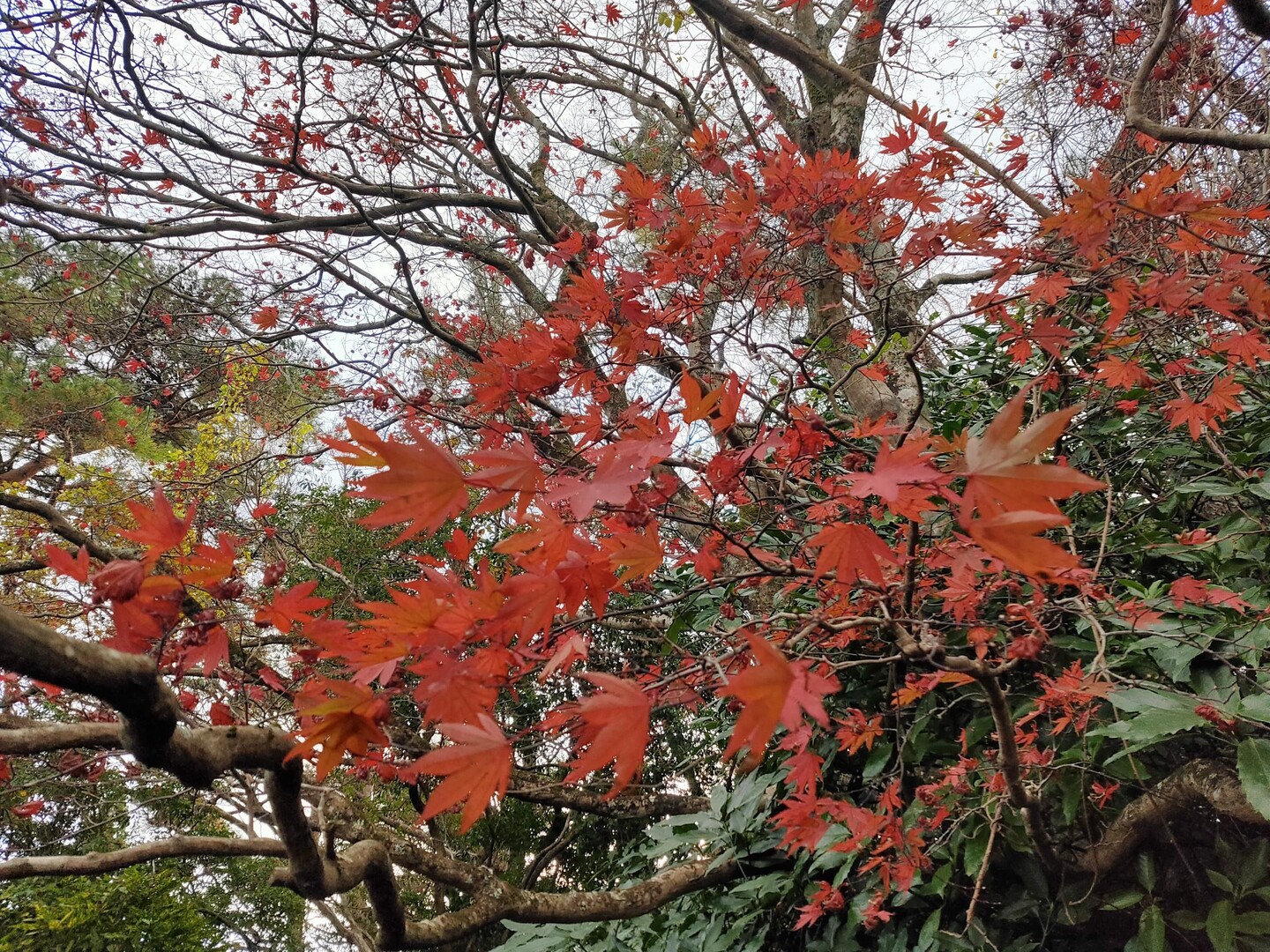 20241123 岡本駅→黒五山・五助山・ガーデンテラス・石切道→エクセル東バス停 / きくきくさんの六甲山・長峰山・摩耶山の活動データ | YAMAP / ヤマップ
