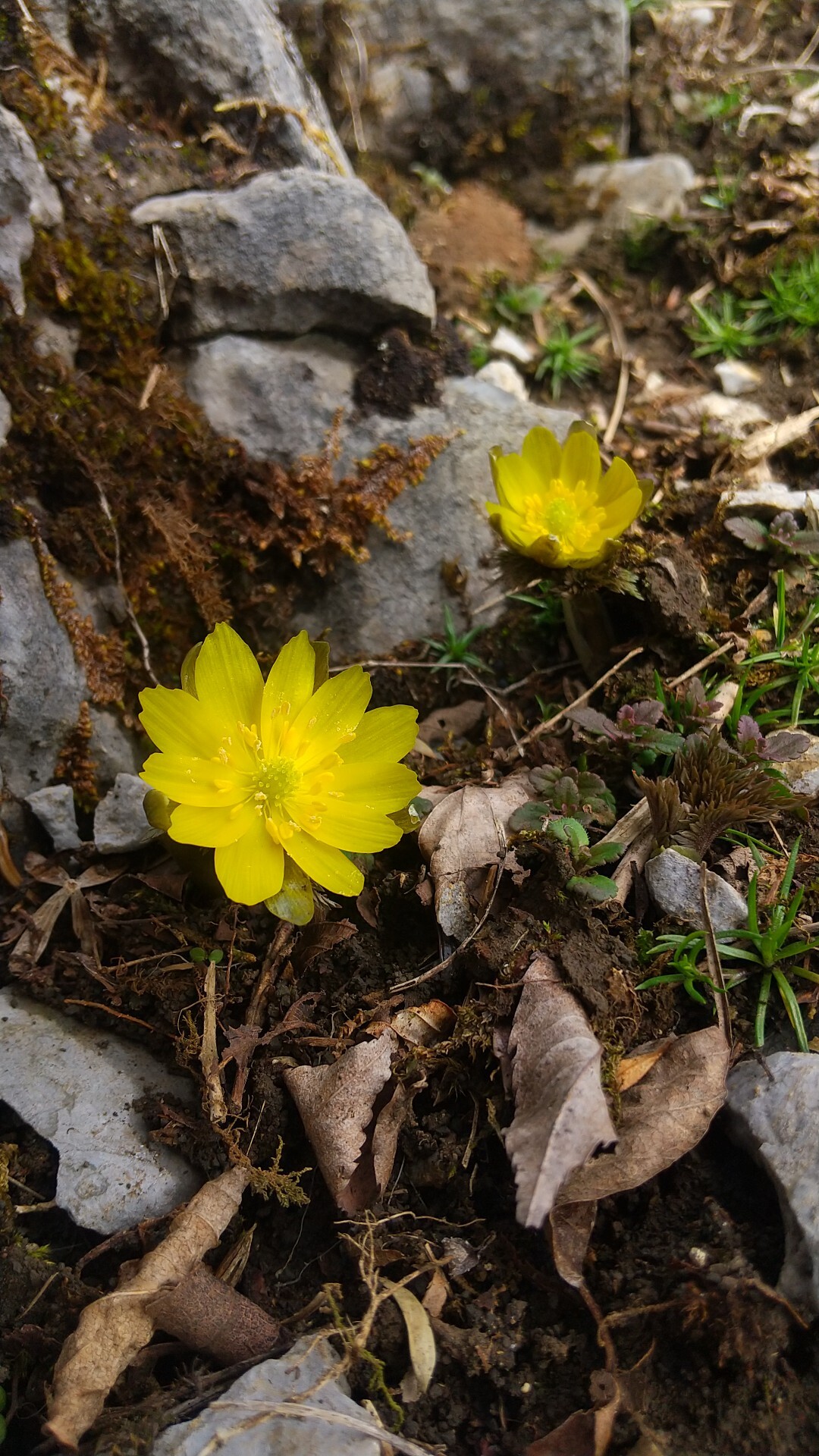 孫太尾根から藤原岳往復-2021-3-7 / こまじろうさんの藤原岳・御池岳の活動データ | YAMAP / ヤマップ