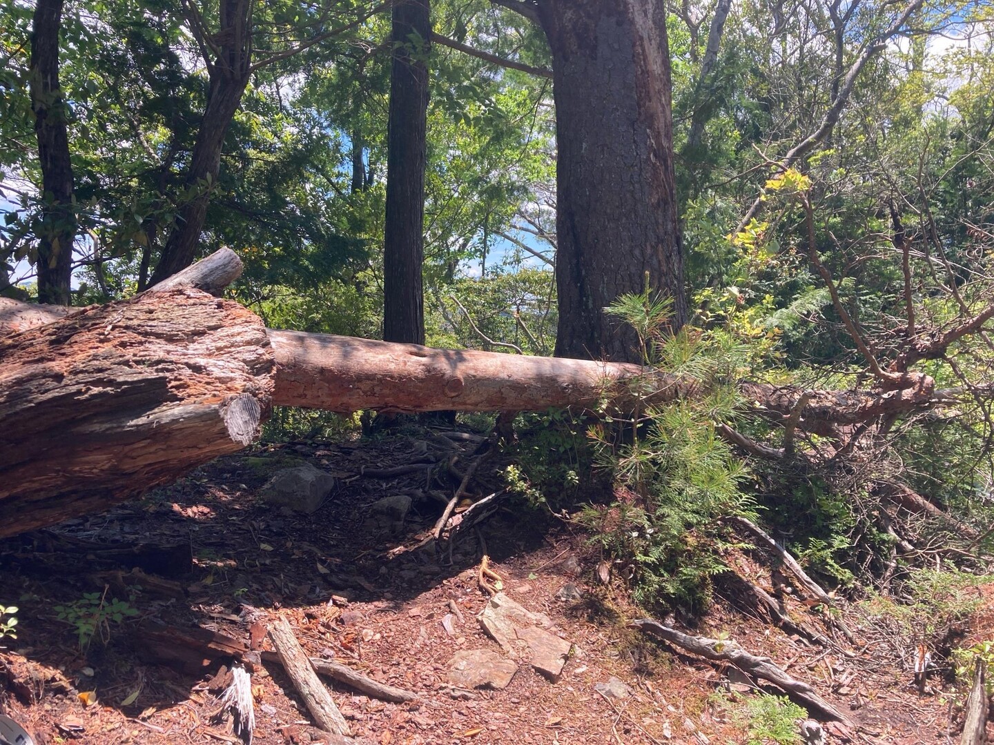 Tomiさんの投稿したフィールドメモ | YAMAP / ヤマップ