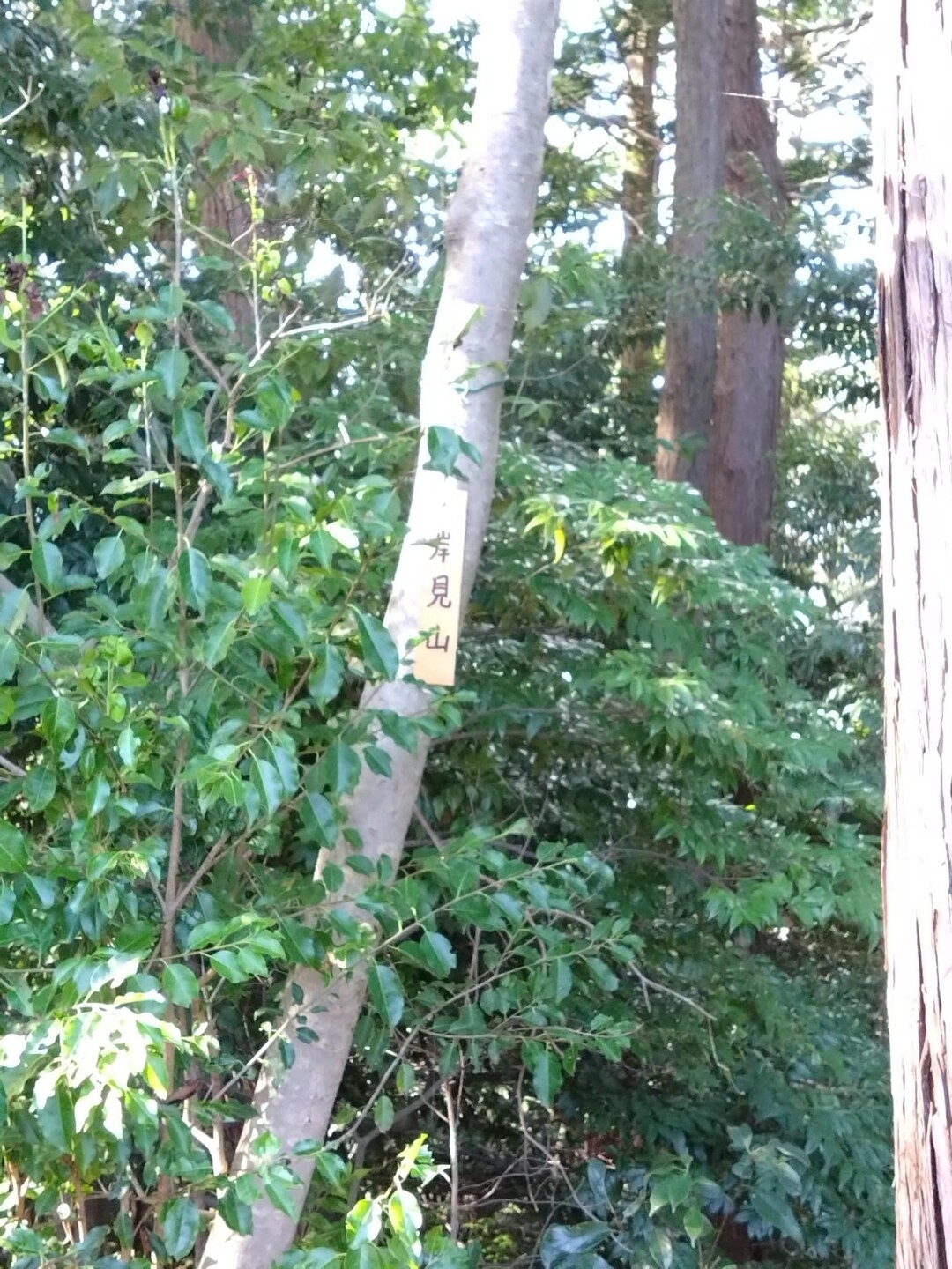 岸見山 / macharuさんの古城山の活動データ | YAMAP / ヤマップ