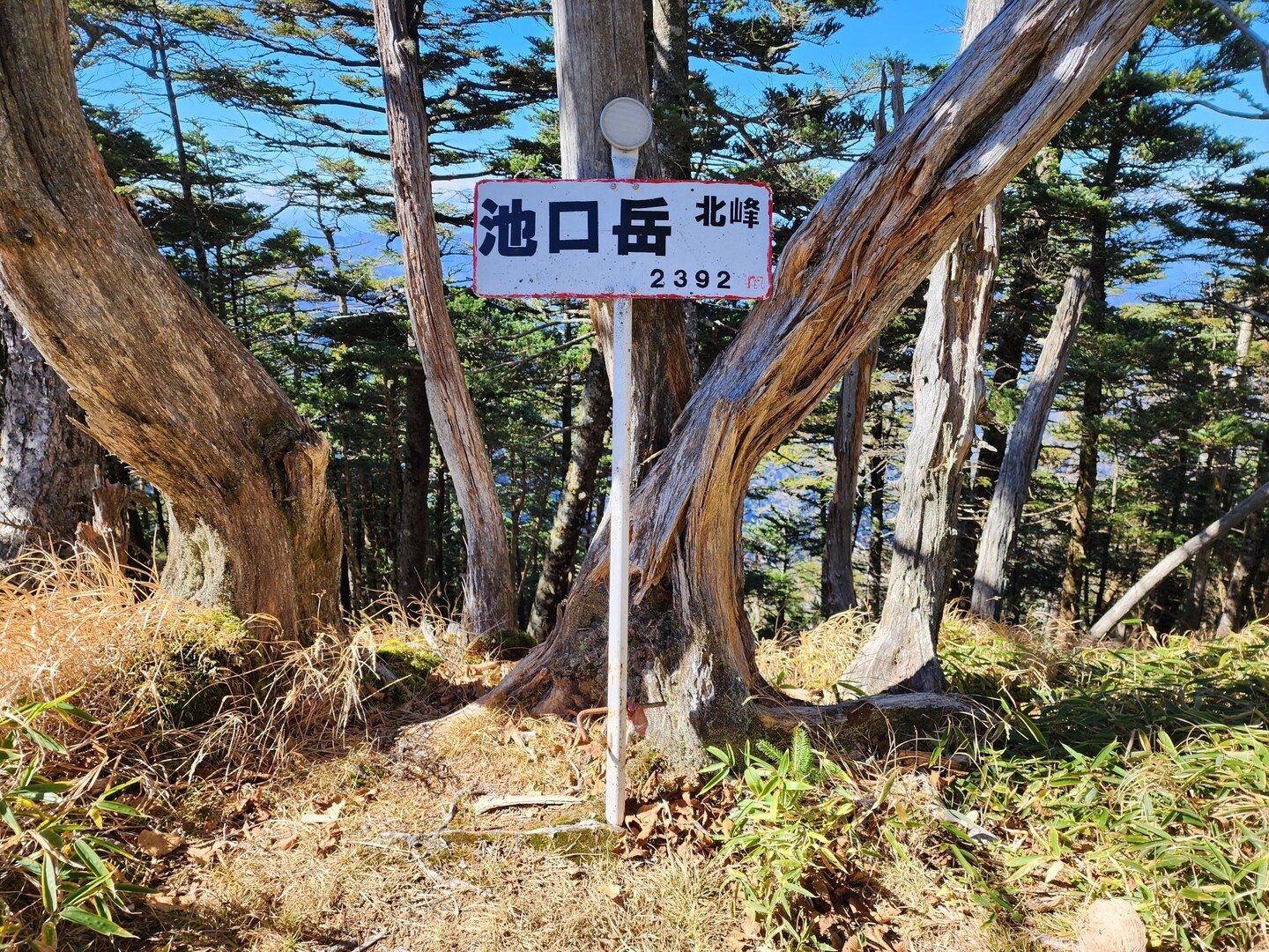 池口岳 / m_s_t_a_r_oさんの池口岳・加加森山・光岳の活動データ | YAMAP / ヤマップ