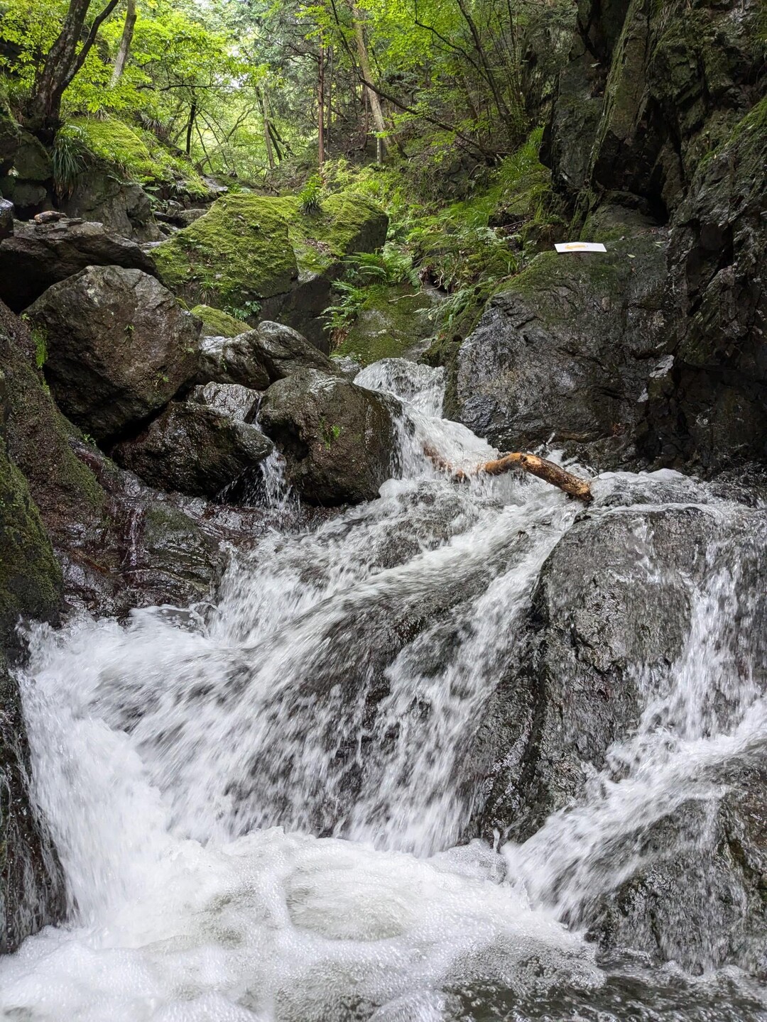 棒ノ嶺（棒ノ折山） / emi.sanさんの棒ノ折山（棒ノ嶺）の活動データ | YAMAP / ヤマップ