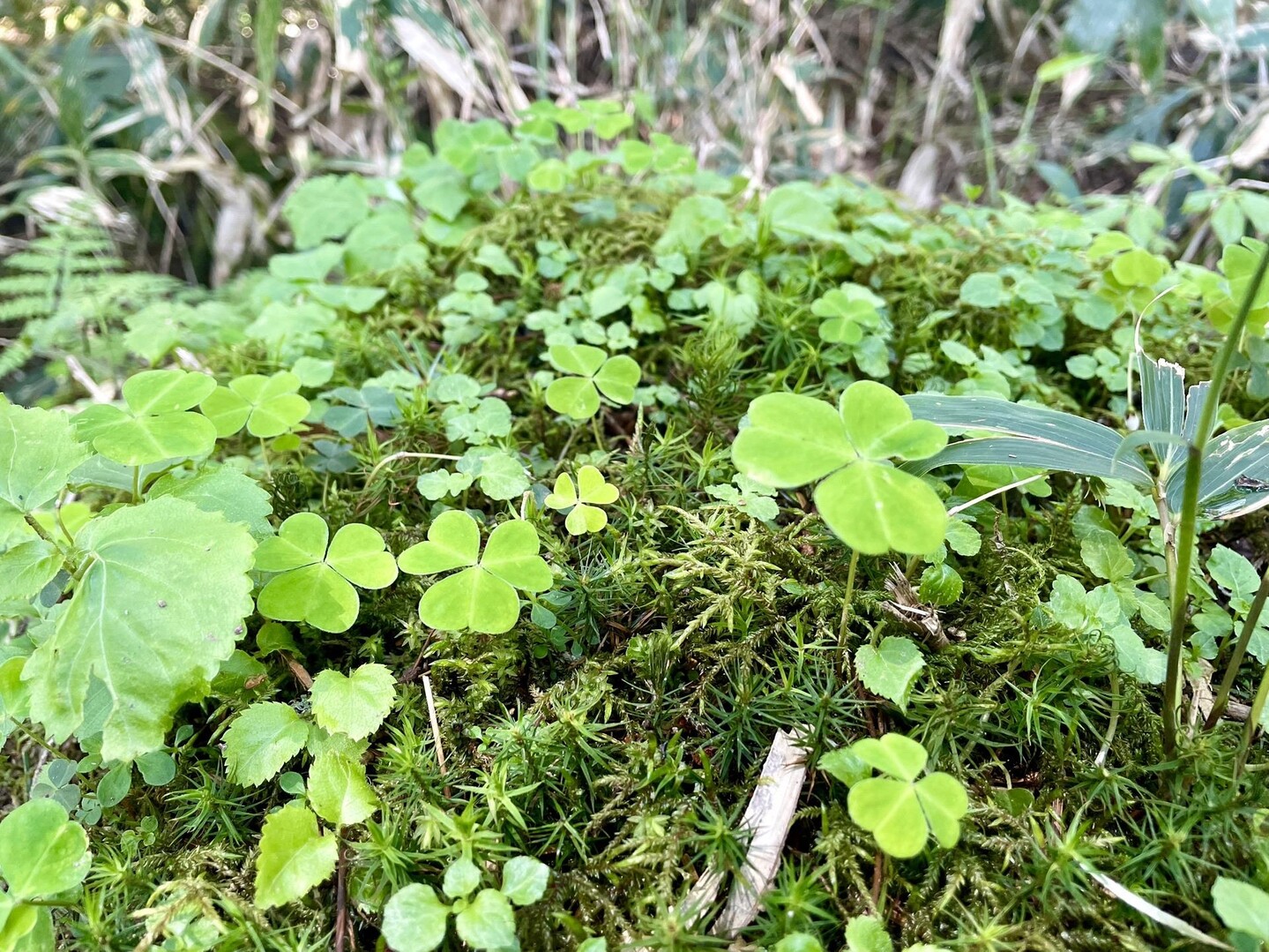 焼岳（北峰） / hanaさんの槍ヶ岳・穂高岳・上高地の活動データ | YAMAP / ヤマップ