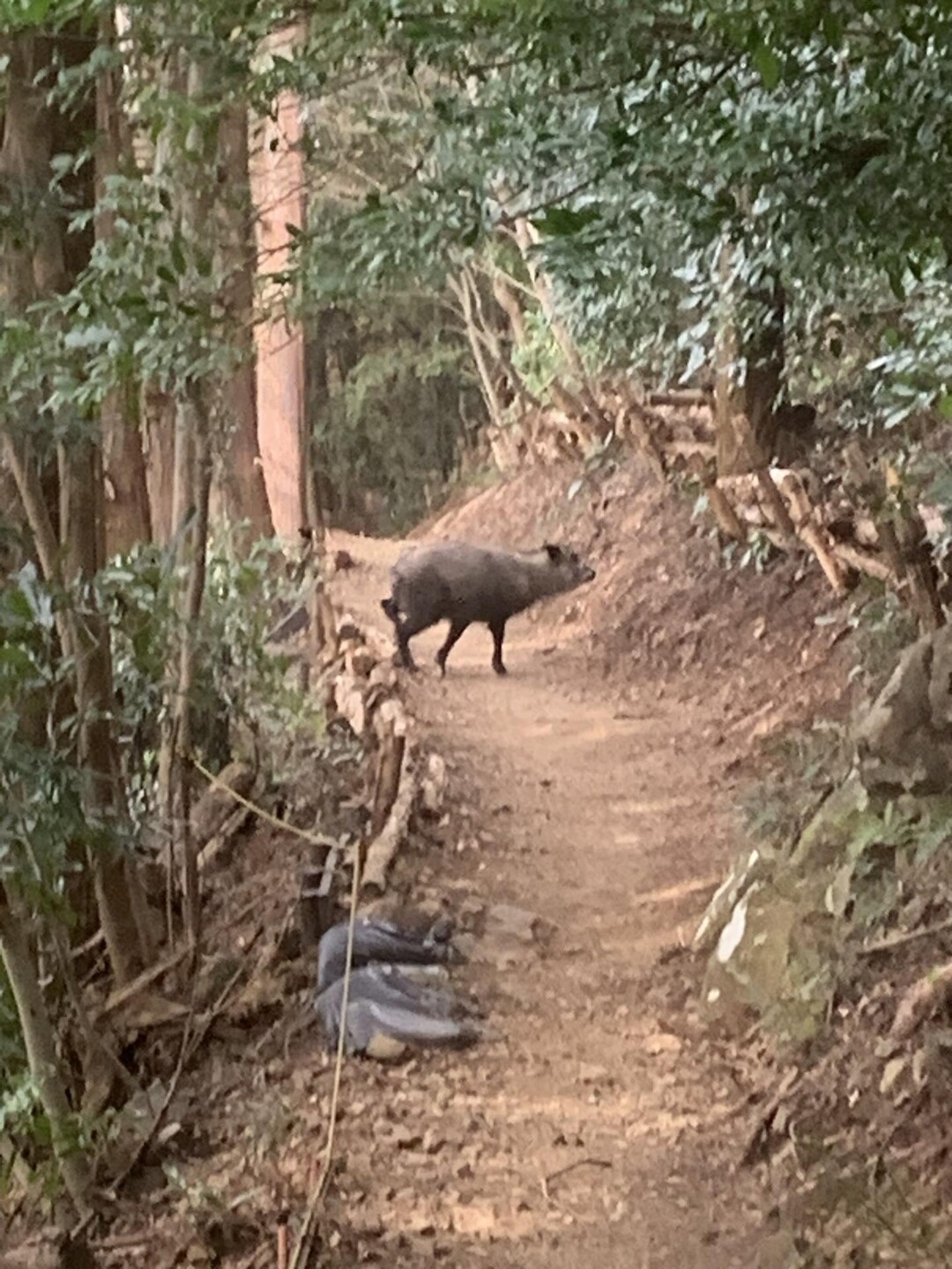 満観峰 / MR-Tさんの焼津アルプス（高草山・満観峰・花沢山）・徳願寺山の活動データ | YAMAP / ヤマップ