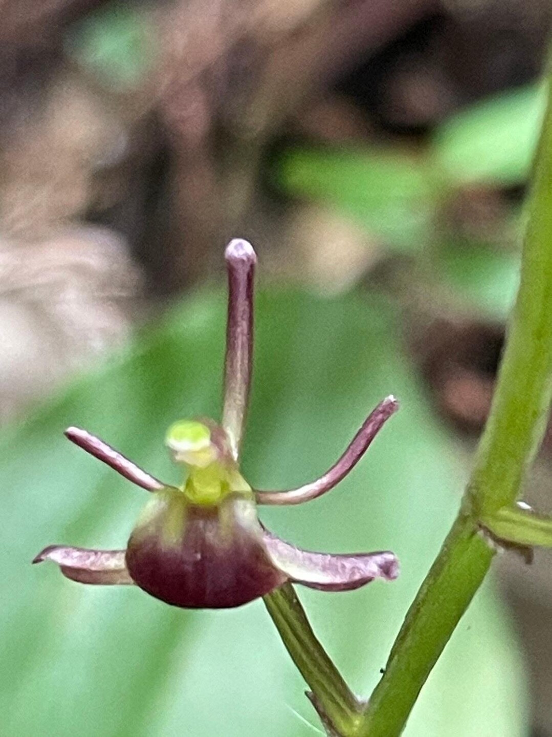 坊主山 / midoriさんの古賀志山・赤岩山・鞍掛山・男抱山・半蔵山の活動日記 | YAMAP / ヤマップ
