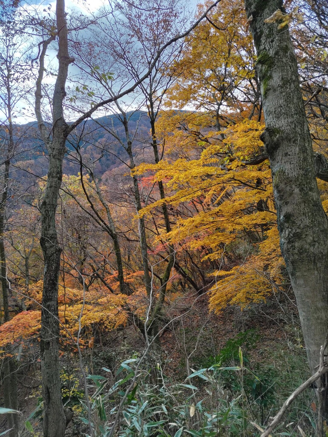 金剛山 石ブテ尾根コース / T64さんの葛城修験エリアマップ（金剛山周辺）の活動データ | YAMAP / ヤマップ