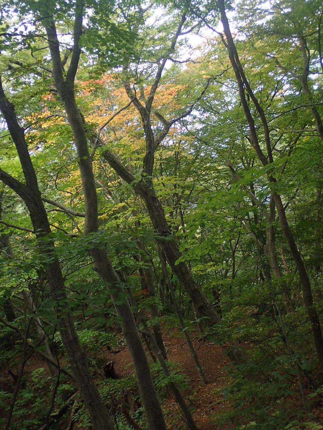 笹倉山(大森) / niceageさんの七ツ森の活動日記 | YAMAP / ヤマップ