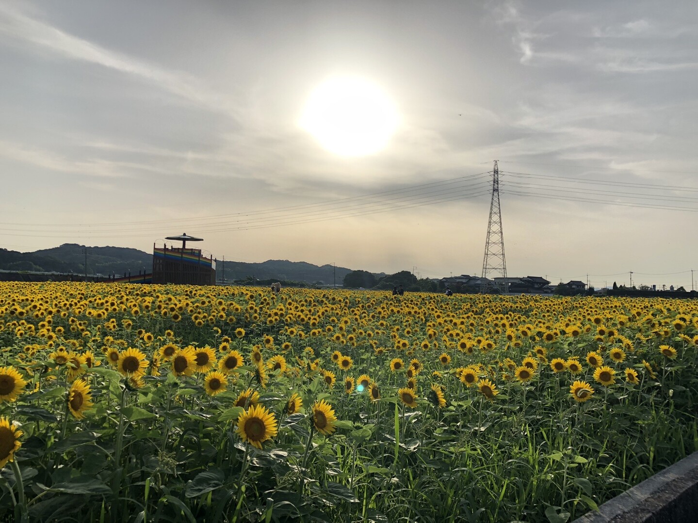 ひまわり〜 I love sunflo... / emiyさんのモーメント | YAMAP / ヤマップ