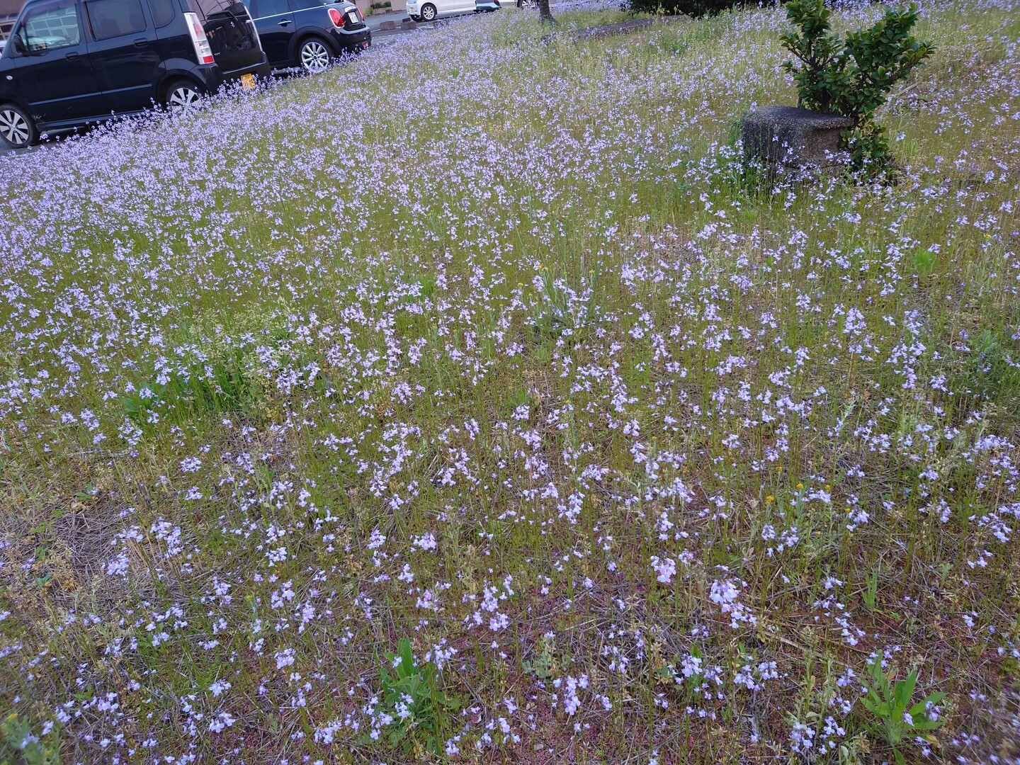 近所のパーキングの植込みの雑草が咲き誇っ... / dewarsさんのモーメント | YAMAP / ヤマップ