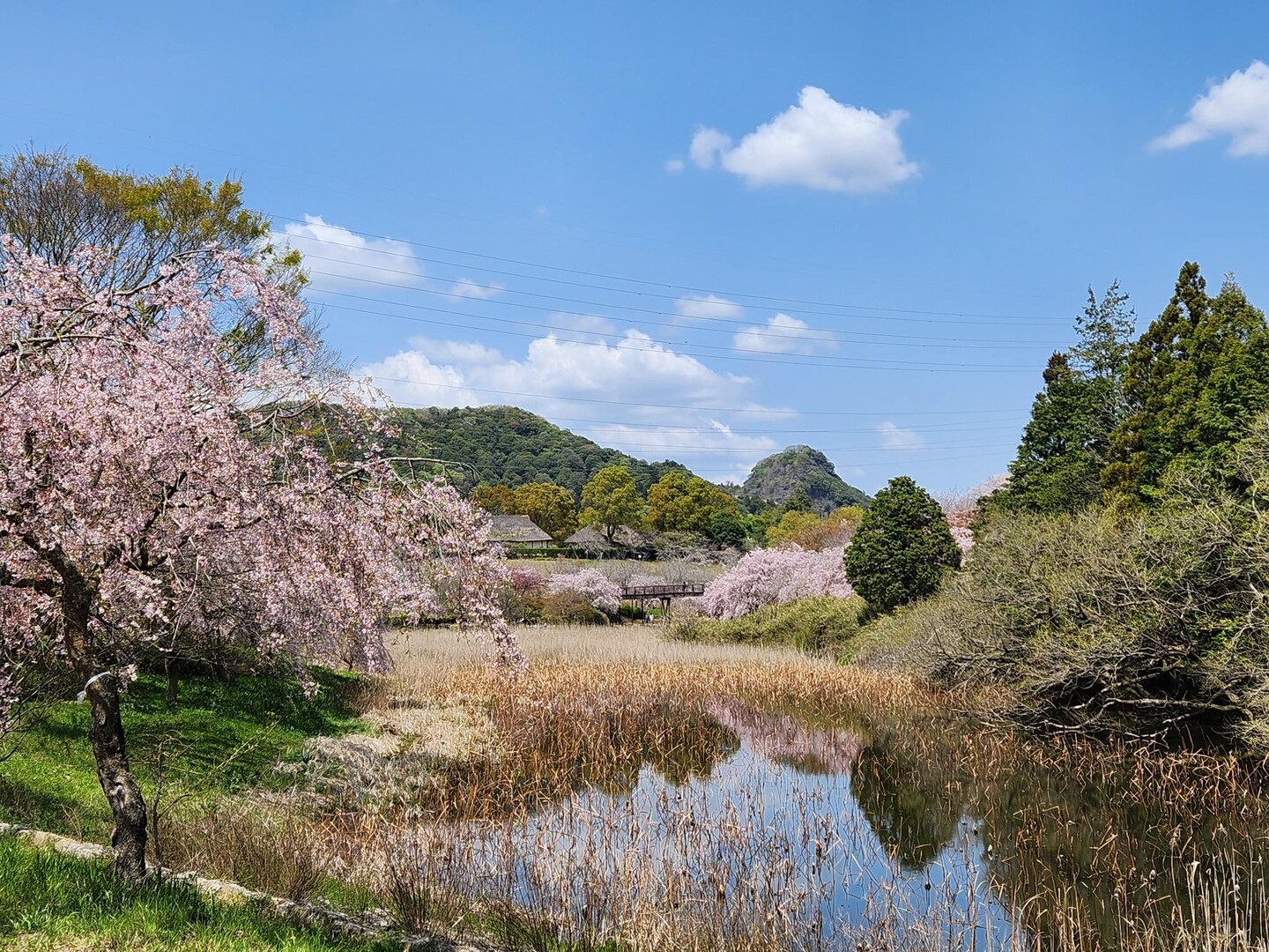 常陸風土記の丘-2024-04-14 / papeさんのウォーキングの活動データ | YAMAP / ヤマップ