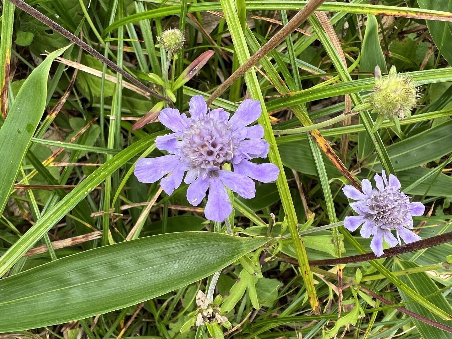岩樋山・道後山 / Y Yukoさんの道後山・岩樋山の活動データ | YAMAP / ヤマップ