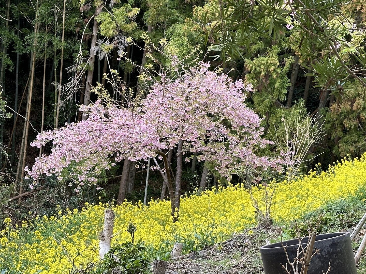 満観峰・丸子富士 / らっきぃ🌟さんの焼津アルプス（高草山・満観峰・花沢山）・徳願寺山の活動データ | YAMAP / ヤマップ