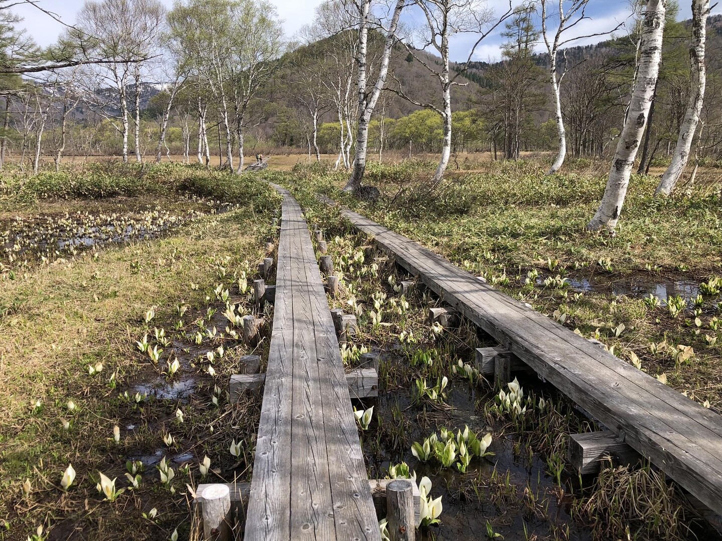R6年5月11〜12日 尾瀬 / youicさんの尾瀬・燧ヶ岳の活動日記 | YAMAP / ヤマップ