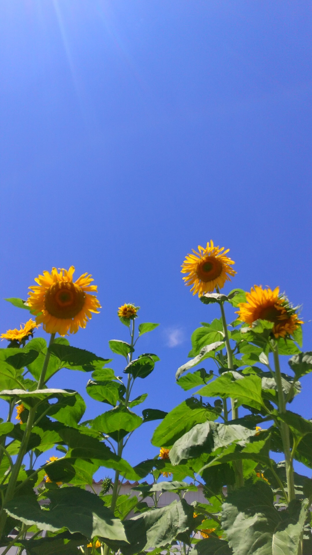 夏ですね~ 山に登りたいですね~ / haru-haruさんのモーメント | YAMAP / ヤマップ