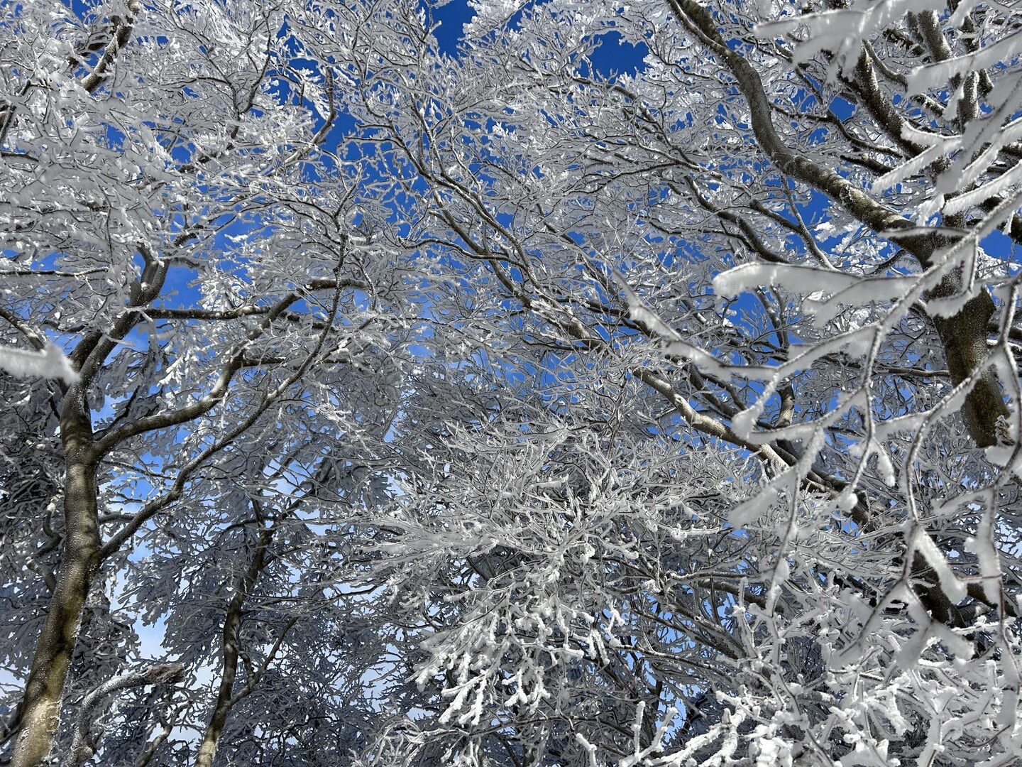 三峰山 / kiyo🤝takeさんの三峰山・学能堂山・栗ノ木岳の活動データ | YAMAP / ヤマップ