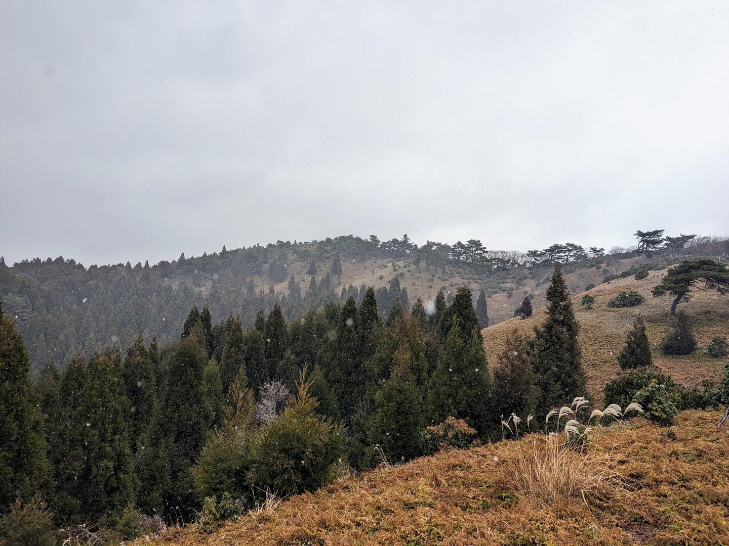 😀段ヶ峰💦関西百名山#78 / "satoh"さんの段ヶ峰・笠杉山・千町ヶ峰の活動日記 | YAMAP / ヤマップ