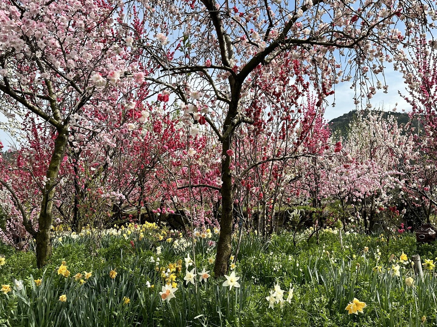 先日、某有名ヤマッパーさんの投稿で知った... / koronさんのモーメント | YAMAP / ヤマップ