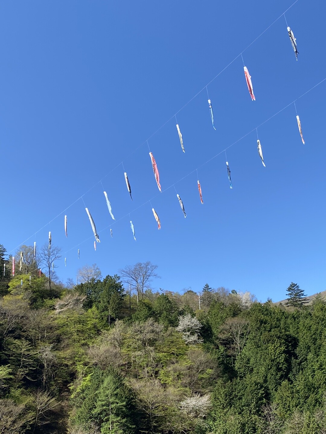 空を泳ぐ鯉のぼり🎏 小菅村 ... / Nmamaさんのモーメント | YAMAP / ヤマップ