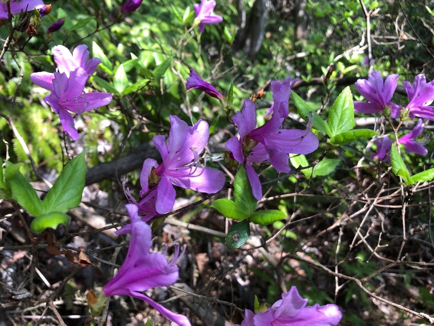 常山 / mt. sugさんの坂出市の活動データ | YAMAP / ヤマップ