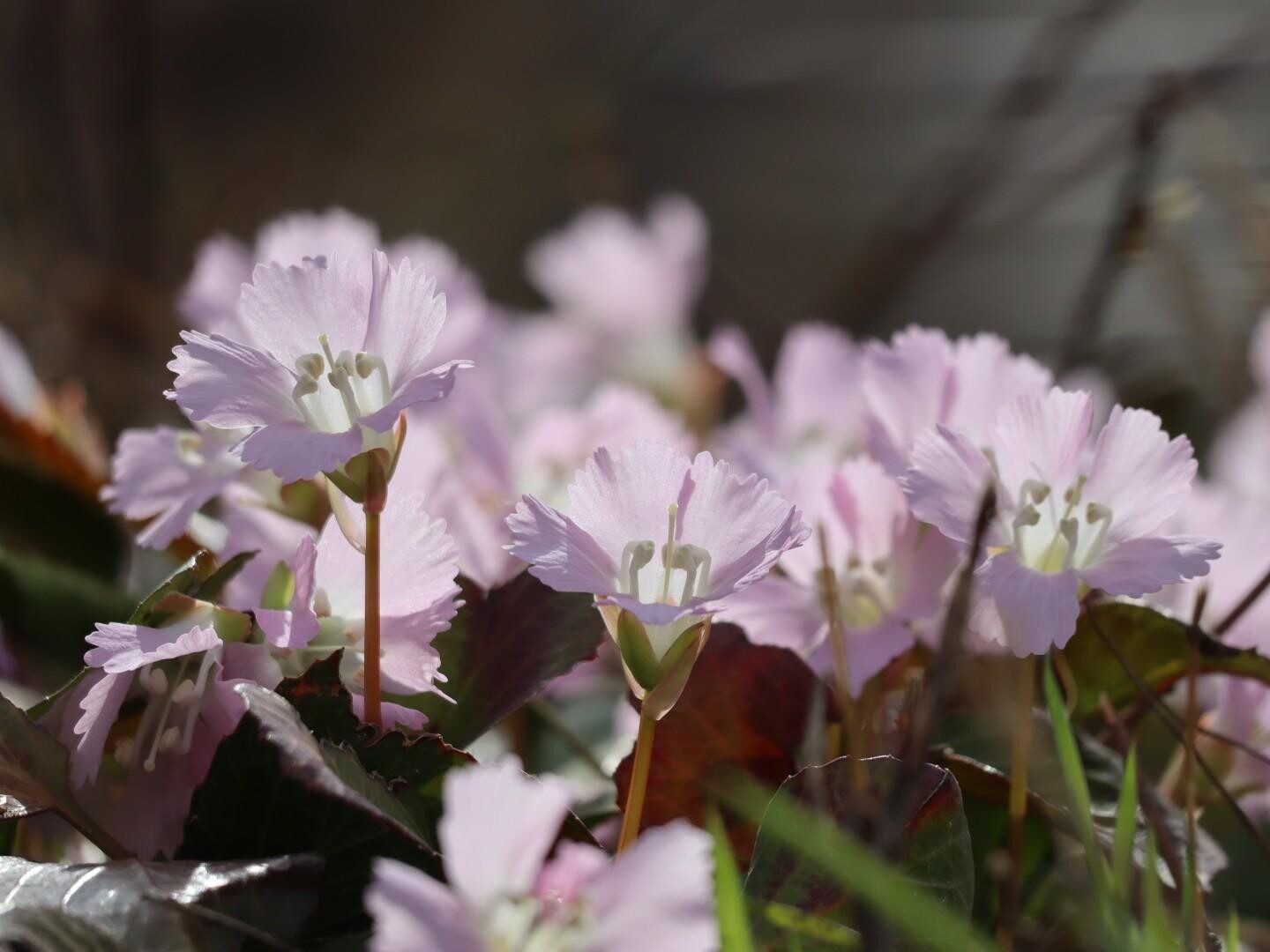 坂戸山・小城・大城 ー贅沢すぎる花旅2日目ー / もんさんの坂戸山の活動データ | YAMAP / ヤマップ