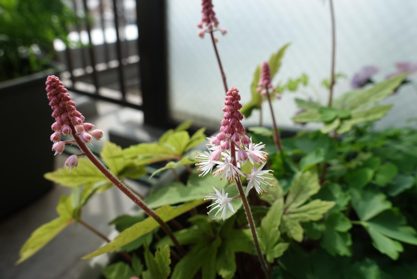 春なのでキャッキャしています🥰 / zuccoさんのモーメント | YAMAP / ヤマップ