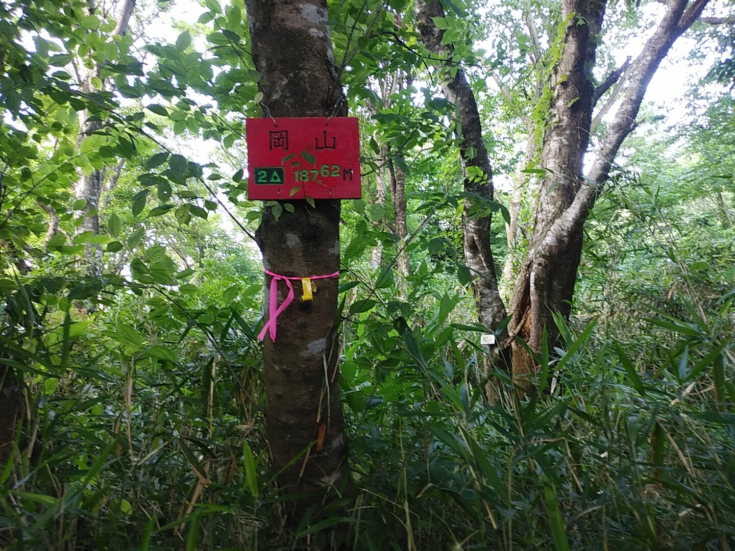 岡山part2(倒木&藪漕ぎ) / Mt.OKA🎃さんの八幡山（鶴翼山）の活動日記 | YAMAP / ヤマップ