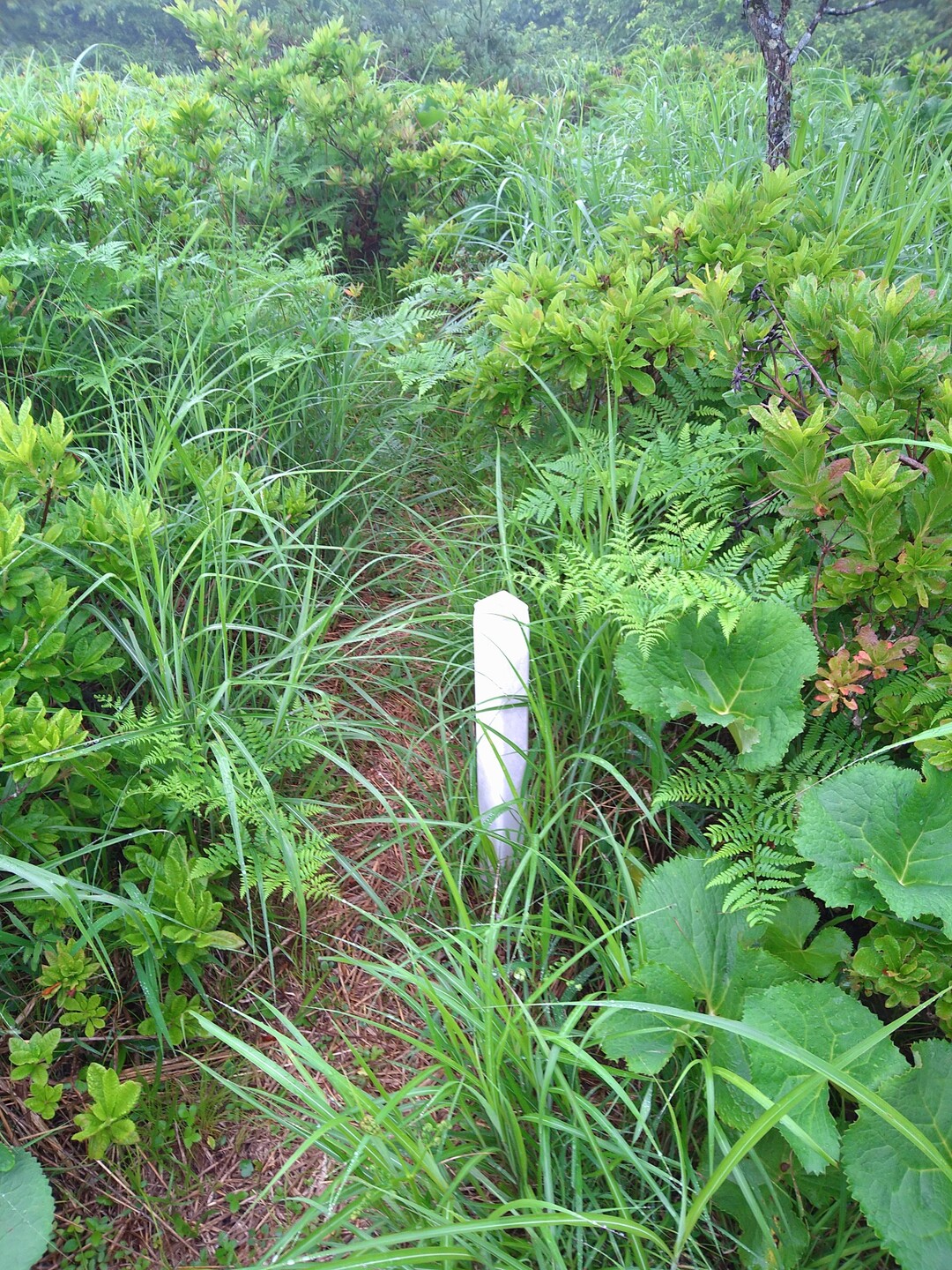 横峰 / koniさんの鉢伏山・高ボッチ山・三峰山の活動データ | YAMAP / ヤマップ