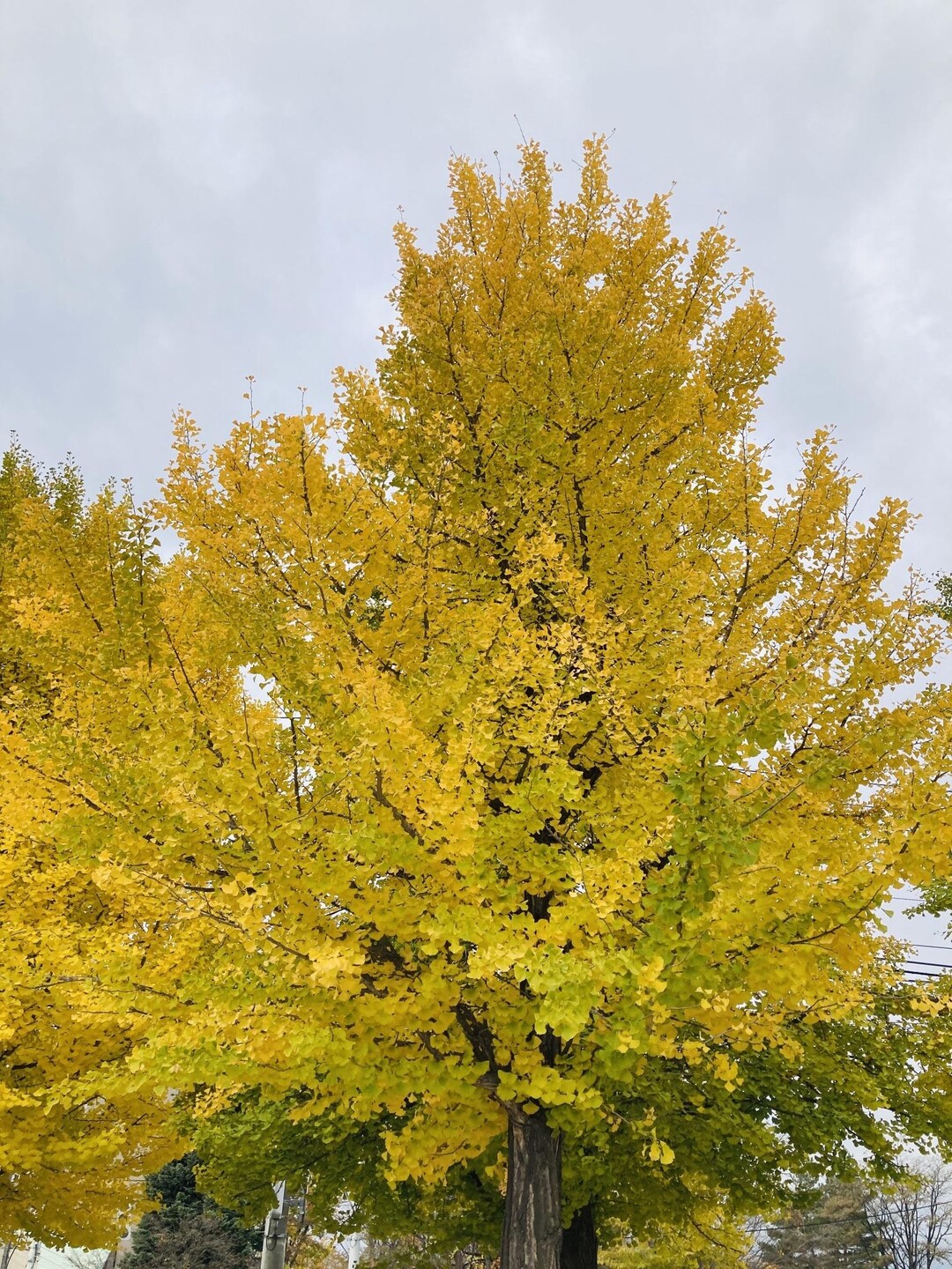 🍁紅葉狩り / SSさんのモーメント | YAMAP / ヤマップ