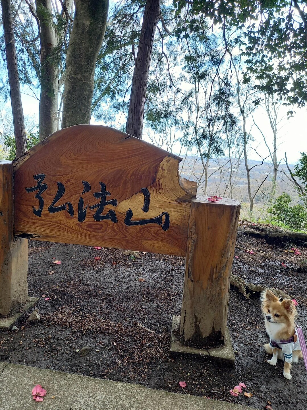 弘法山🐶 / ayakootaさんの弘法山の活動データ | YAMAP / ヤマップ