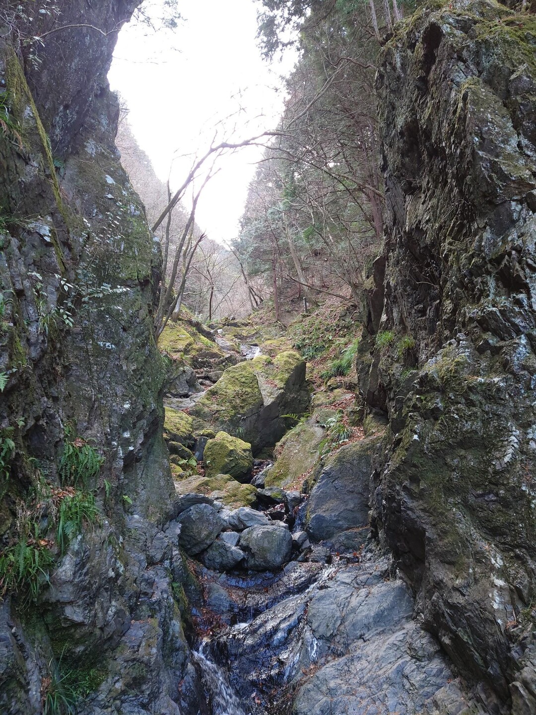 棒ノ嶺（棒ノ折山） / DRさんの棒ノ折山（棒ノ嶺）の活動データ | YAMAP / ヤマップ