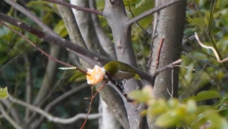 嶽山 朝の山歩 R5-3 / Zatoさんの嶽山・若山・四熊ヶ岳の活動データ | YAMAP / ヤマップ