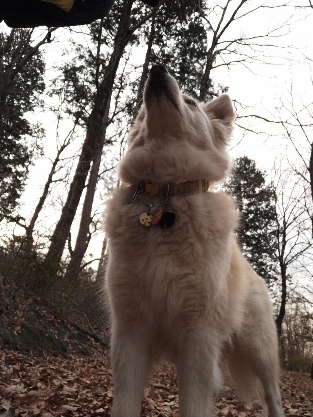 ウォーキング-2023-03-01 / 🍱TANAKA🍱さんのウォーキングの活動データ | YAMAP / ヤマップ