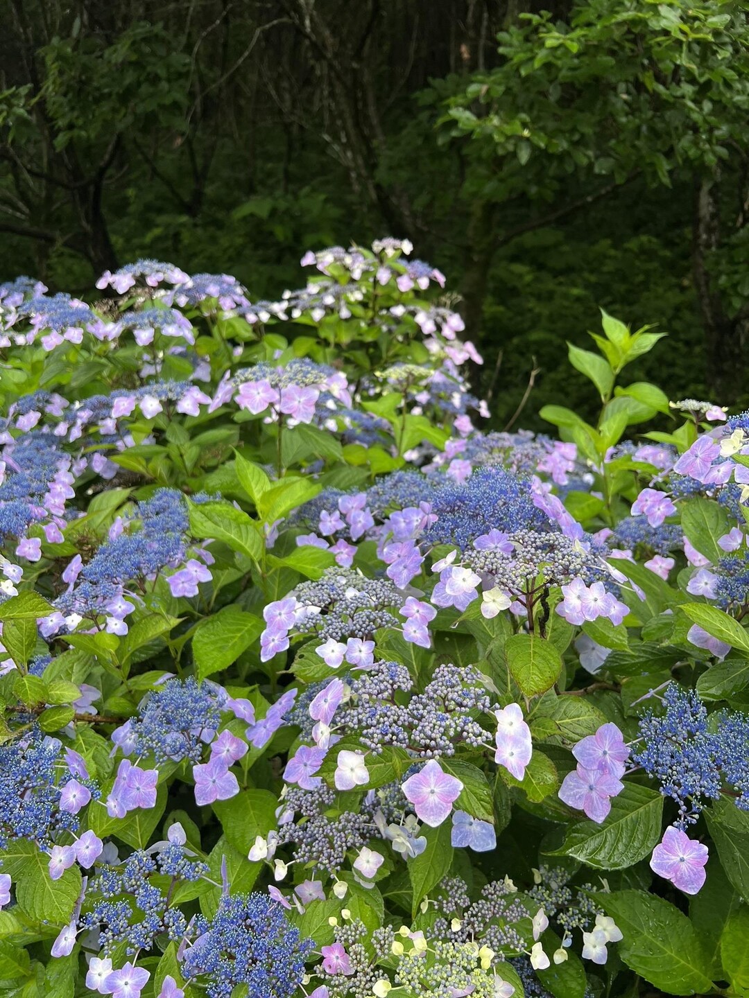 浅間山(水沢山)【R5.42】 / なり460さんの榛名山・天狗山・天目山の活動データ | YAMAP / ヤマップ