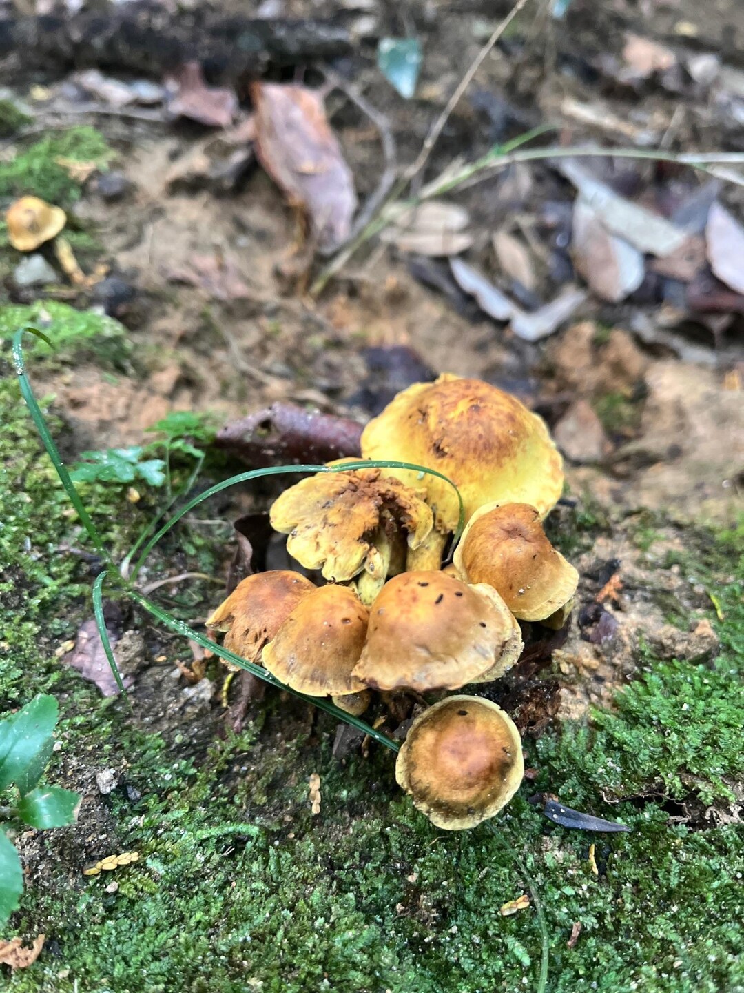 （トレランもどき🏃‍♂️でプチトレーニング💪 ）村積山・天が峰 / KSさんの村積山の活動データ | YAMAP / ヤマップ