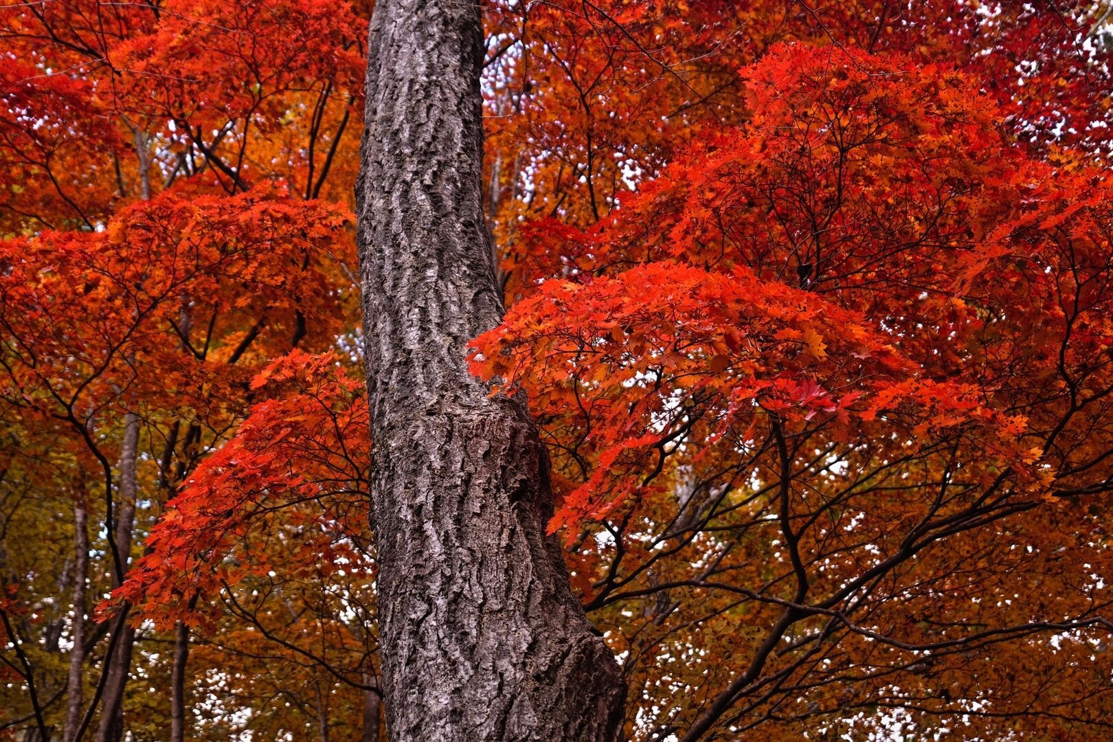 御坂山地の秋 / YUHYAさんのモーメント | YAMAP / ヤマップ