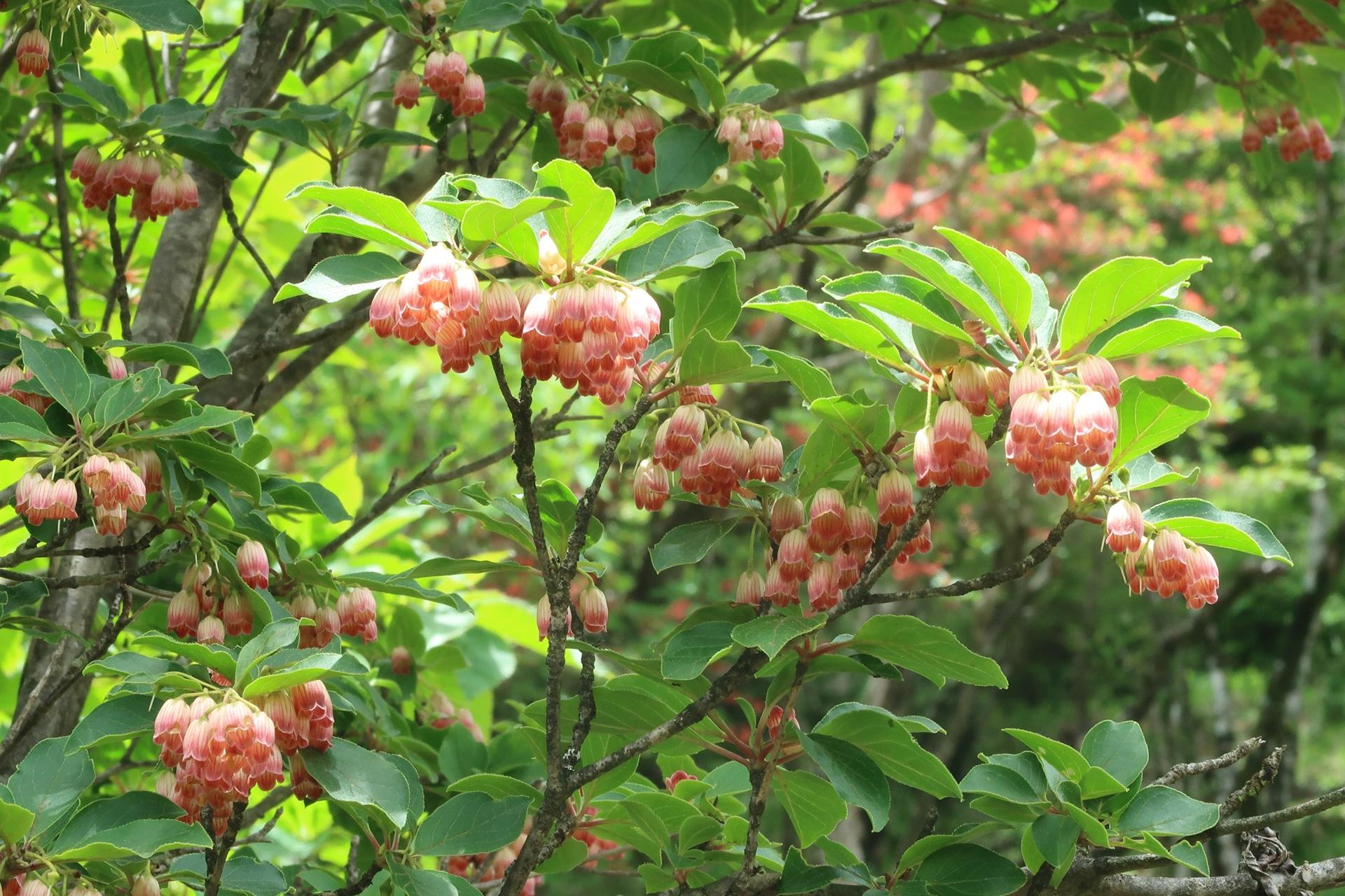 梅雨入り前に🐸 6月の大山トレーニング / heeさんの大山の活動日記 | YAMAP / ヤマップ