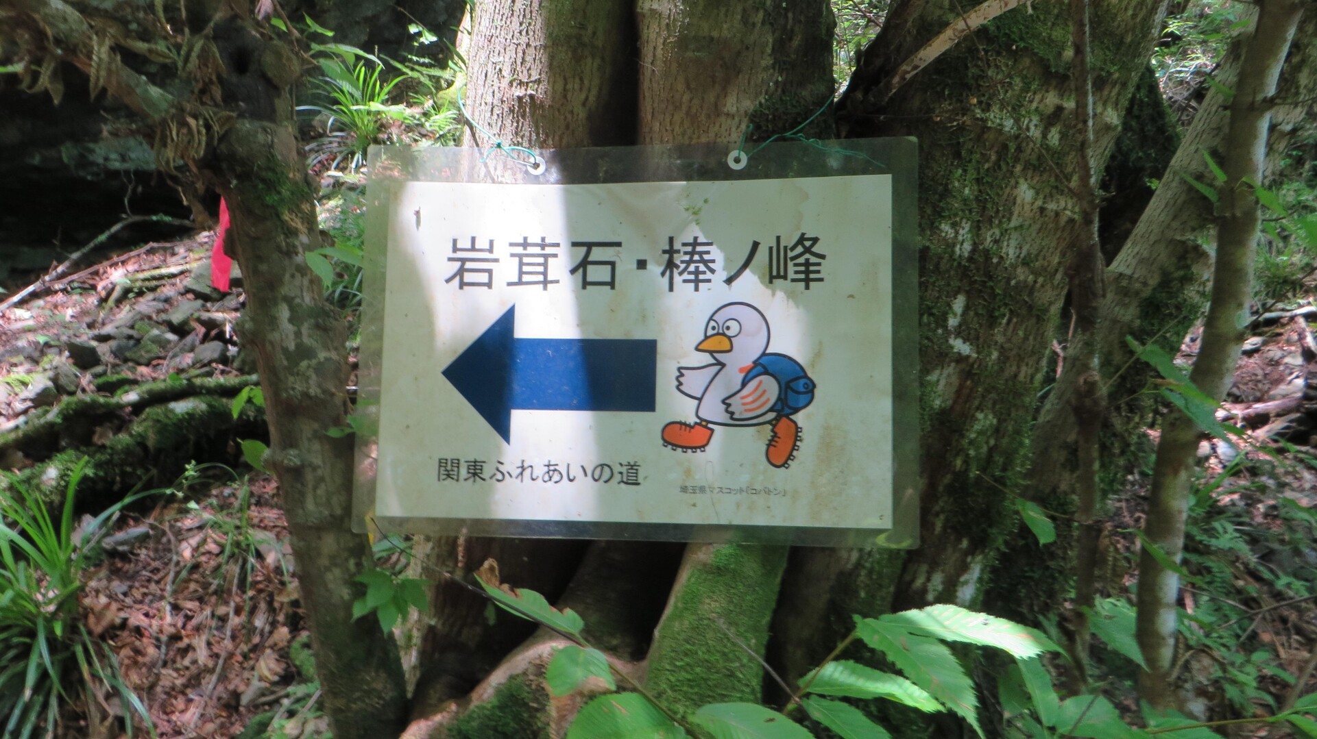 棒ノ折山（埼玉）_飯能⇒名栗湖・白谷沢・岩茸石・権次入峠・棒ノ折山・清藤橋BS⇒川井駅 / 後藤文蔵さんの高水山・岩茸石山・惣岳山の活動データ | YAMAP / ヤマップ