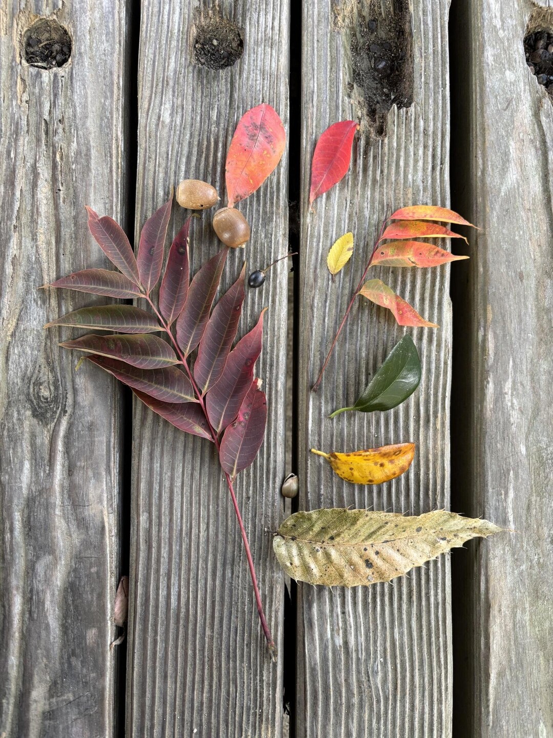 最近歩きながら秋を集めるのが楽しい。 ... / a.o_____yamaさんのモーメント | YAMAP / ヤマップ