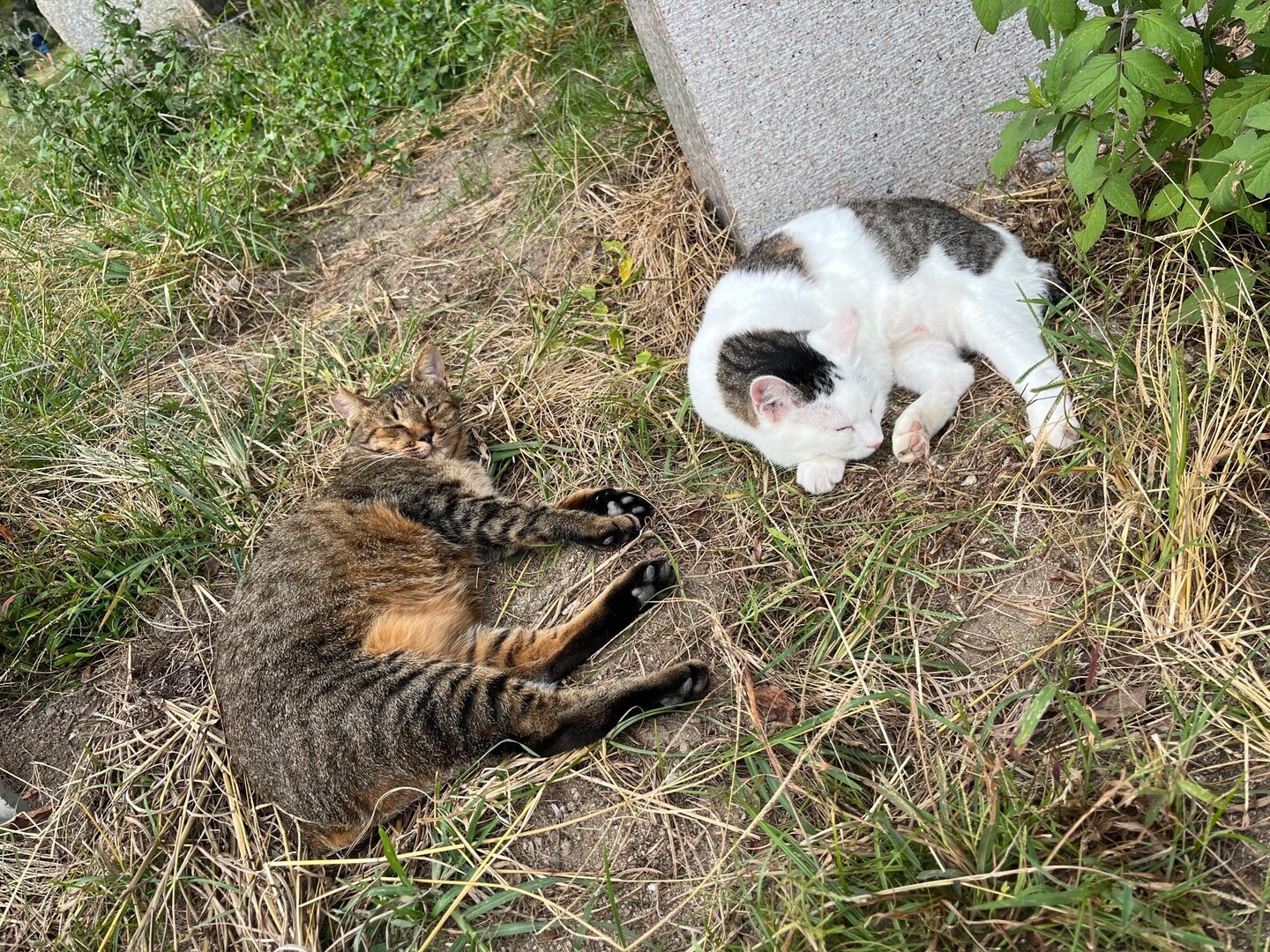 天拝山 / MM45さんの天拝山・基山の活動データ | YAMAP / ヤマップ